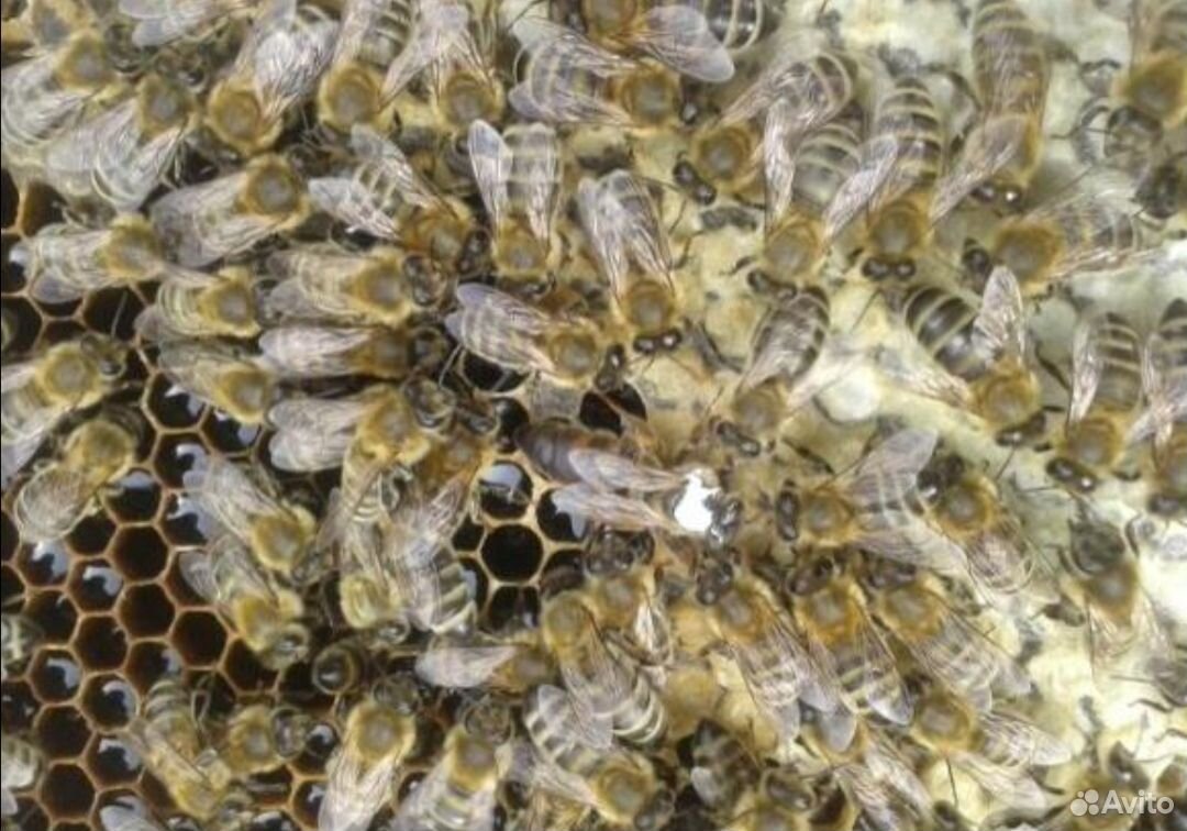 Пчелосемьи