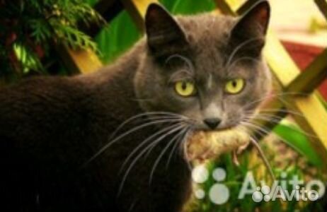 Британский котик,10 мес.Отдам