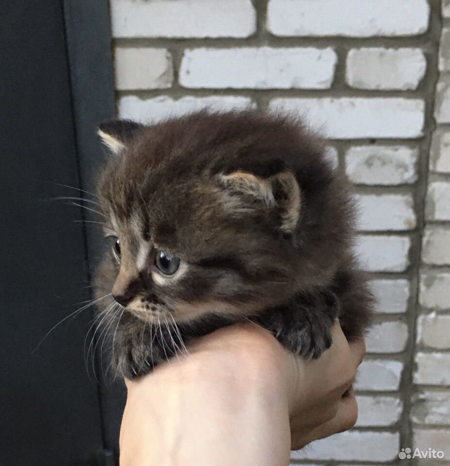 Котёнок бесплатно в добрые руки