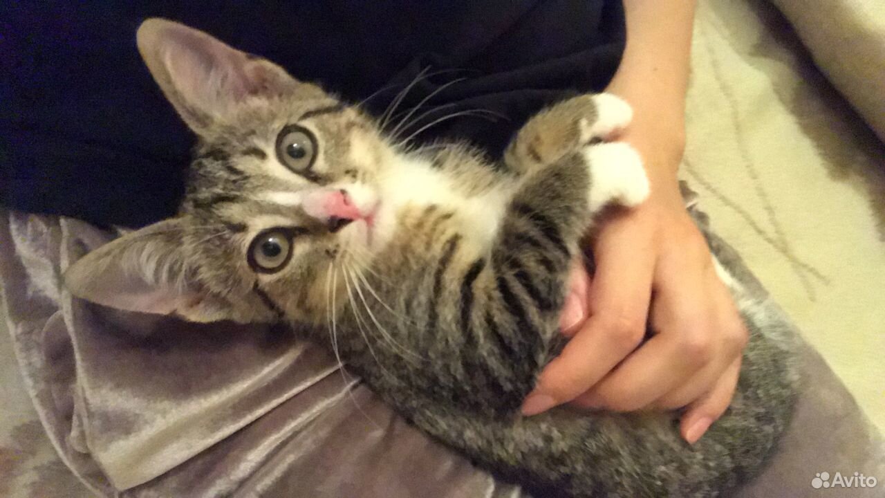Котёнок