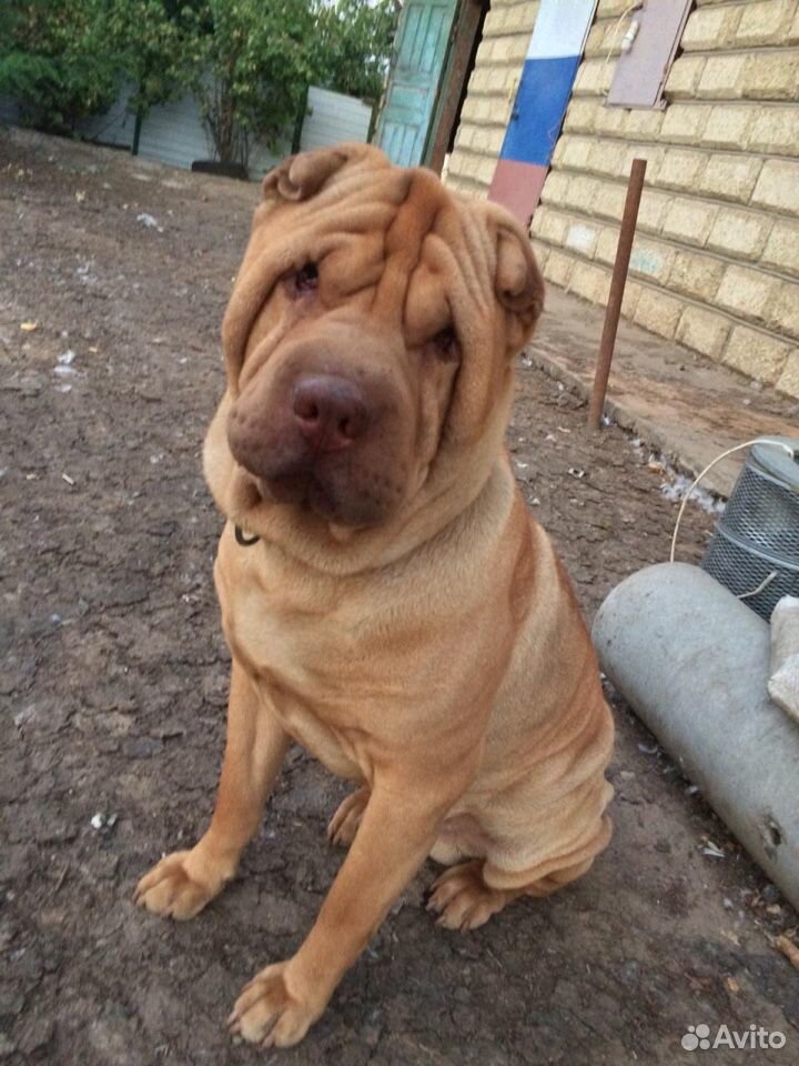 Шарпей для случки