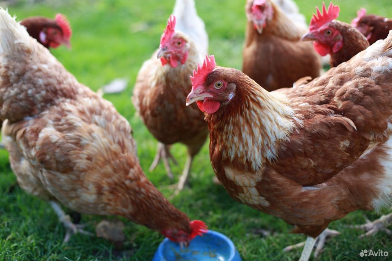 Куры-несушки