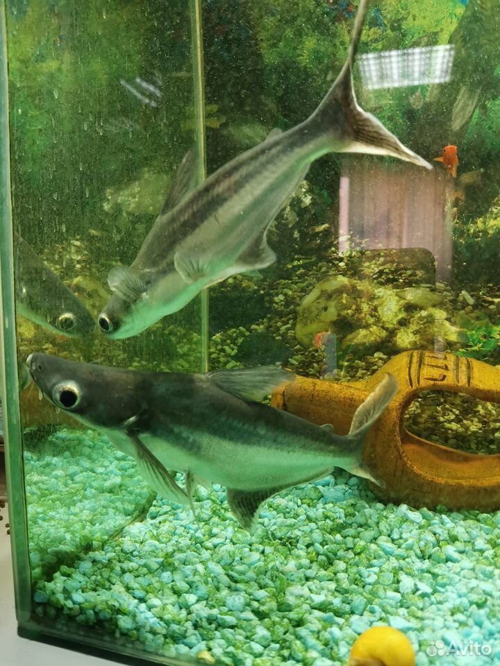 Сомы акульи