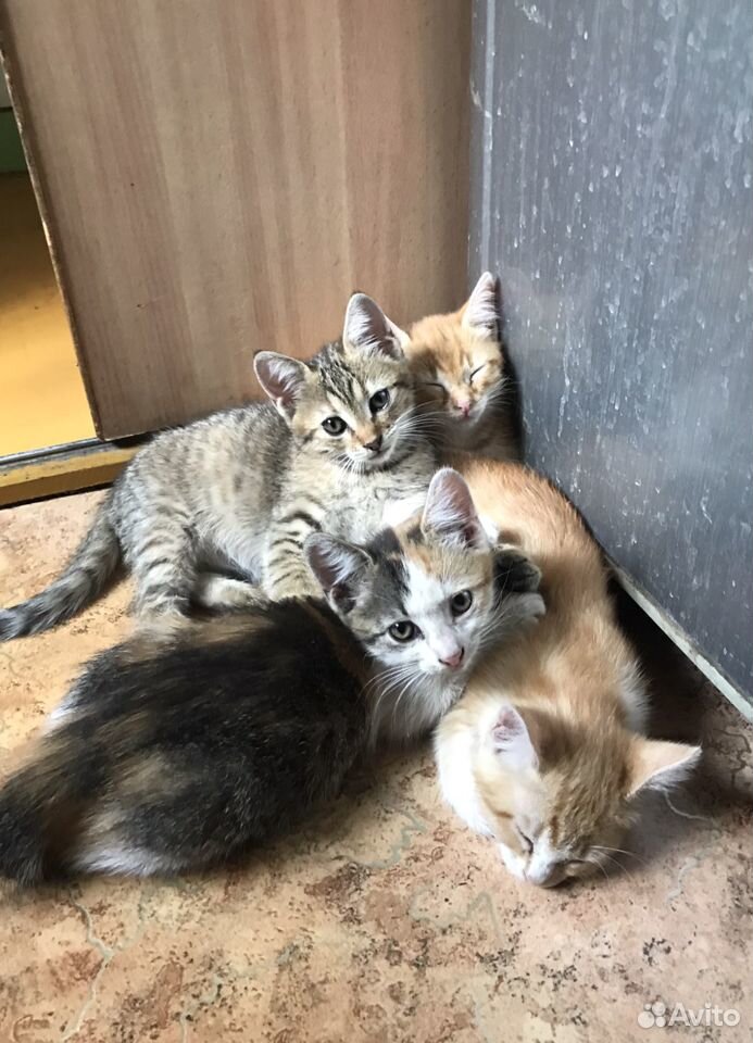 Котята-девчата ищут свой дом