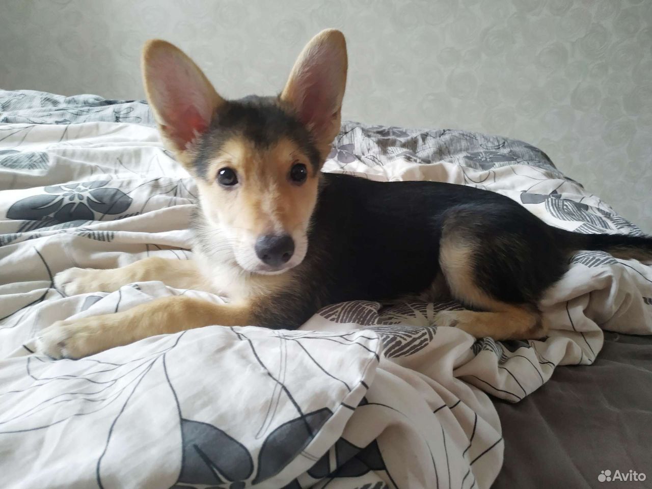 Чудо ушастое ищет дом