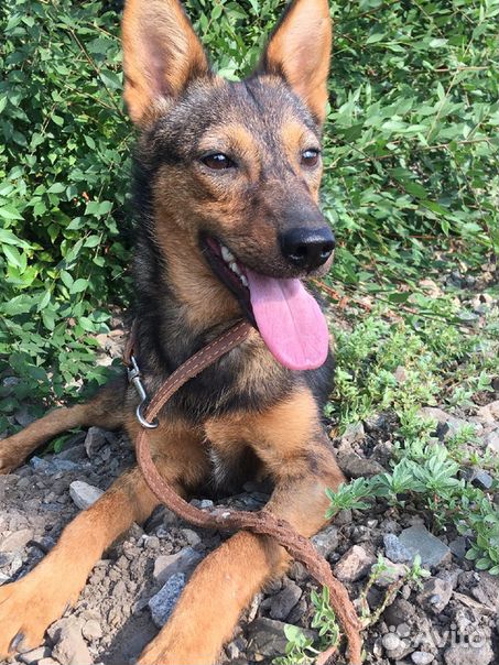 Собака стерилизованная