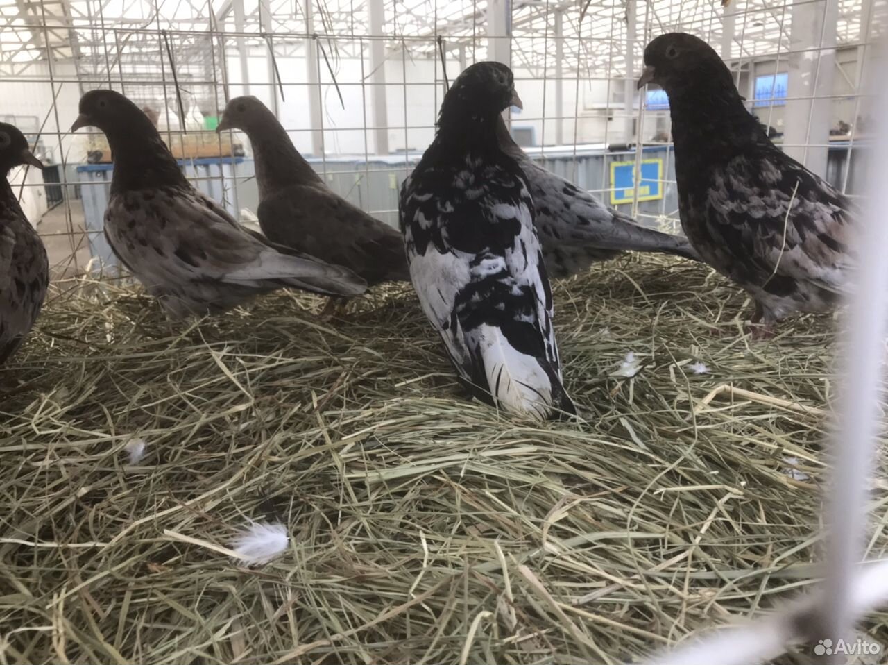 Бакинские и Турецкие Бойные Голуби