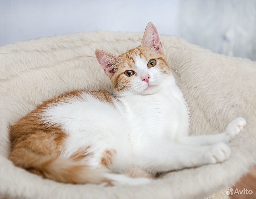 Котёнок Солнышко ищет хозяина. В хорошие руки