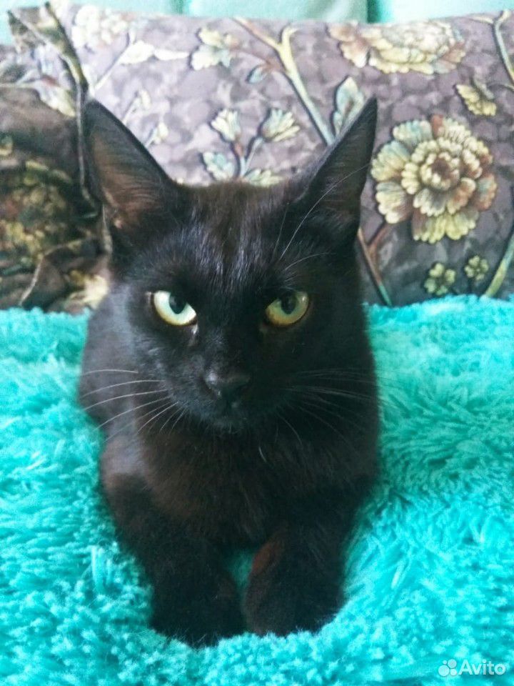 Черная кошка