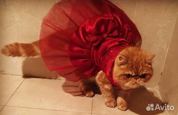 Ищем жениха перса, можно экзота