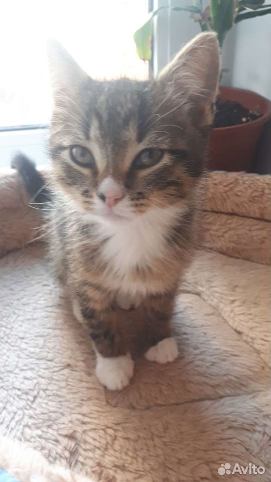 Котенок Котя, 2,5 мес, ищет дом