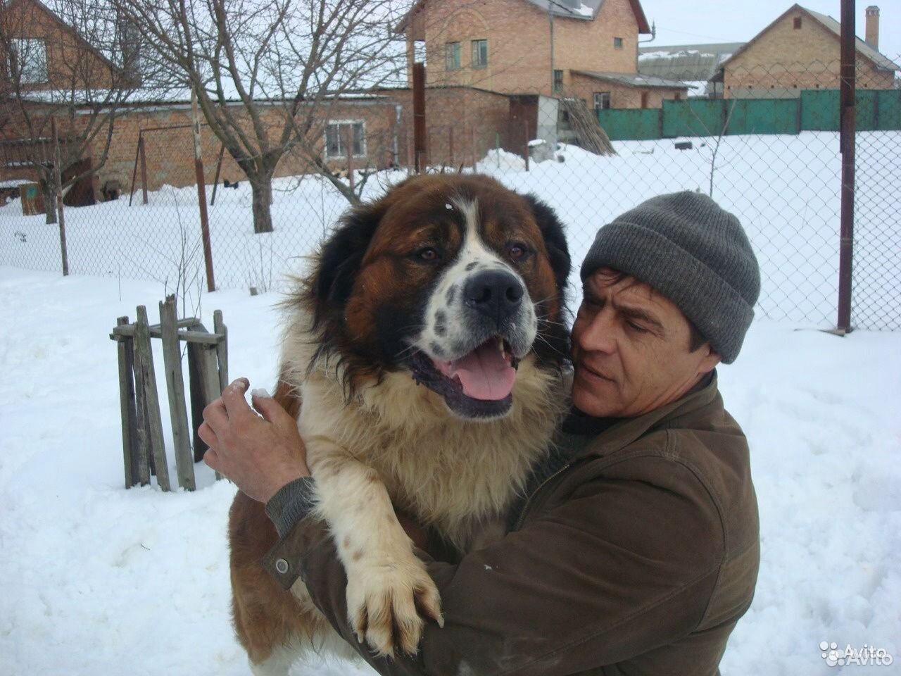 Московская сторожевая щенки