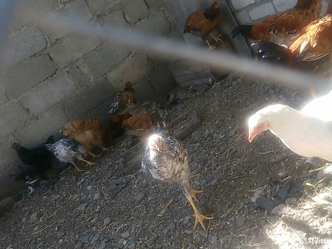 Куры несушки