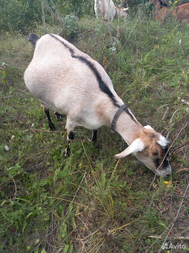 Коза англонубийская