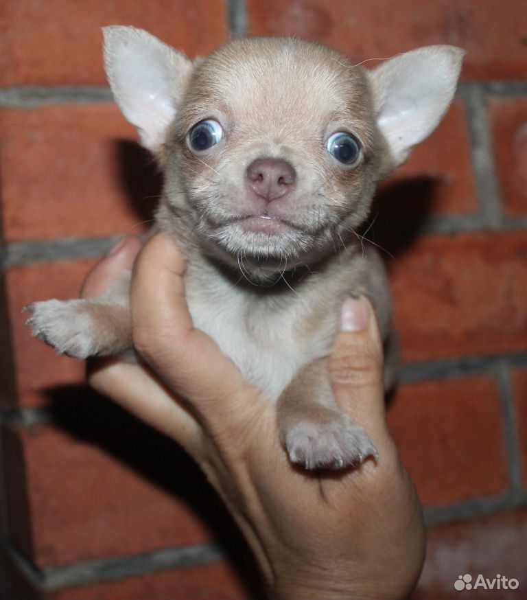Чихуахуа мини Синеглазый Ларс