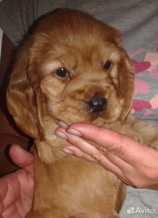 Щенок кокер спаниеля английского