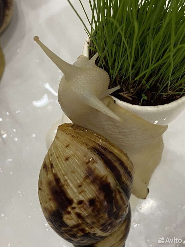 Улитка Яйца