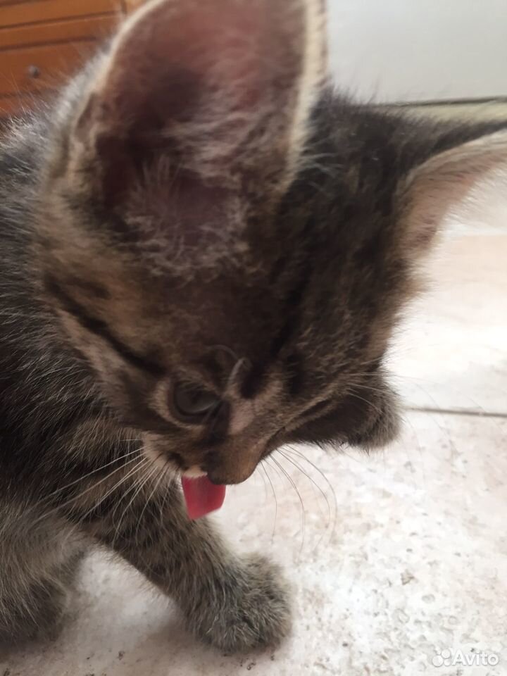 Котёнок