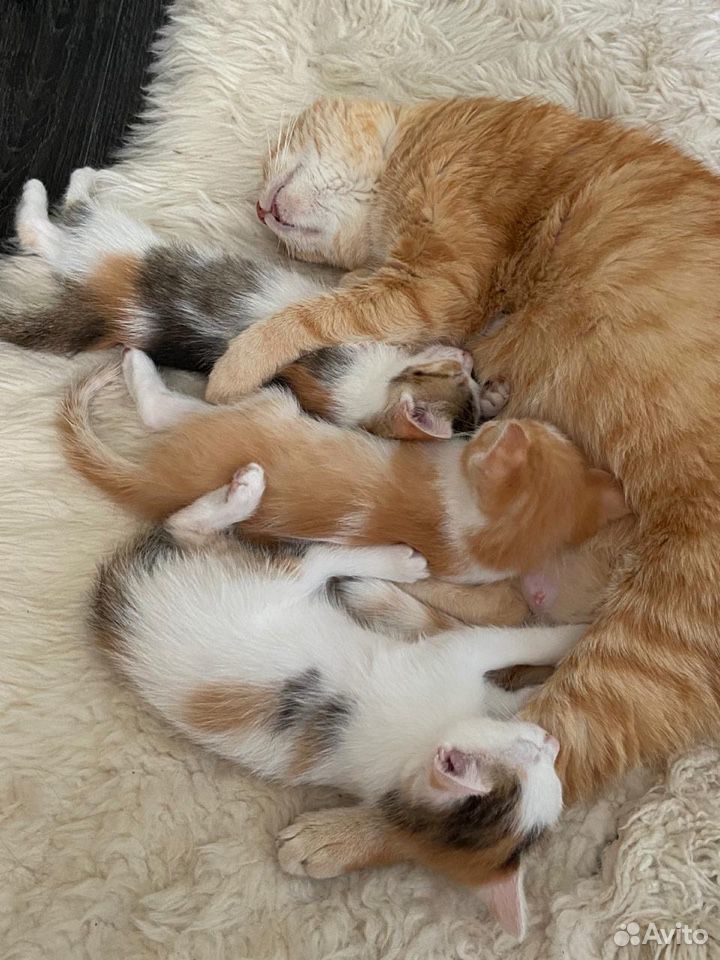 Котята