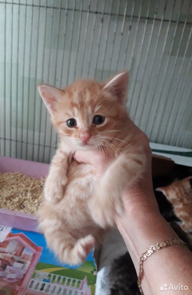 Лучик,5 недель