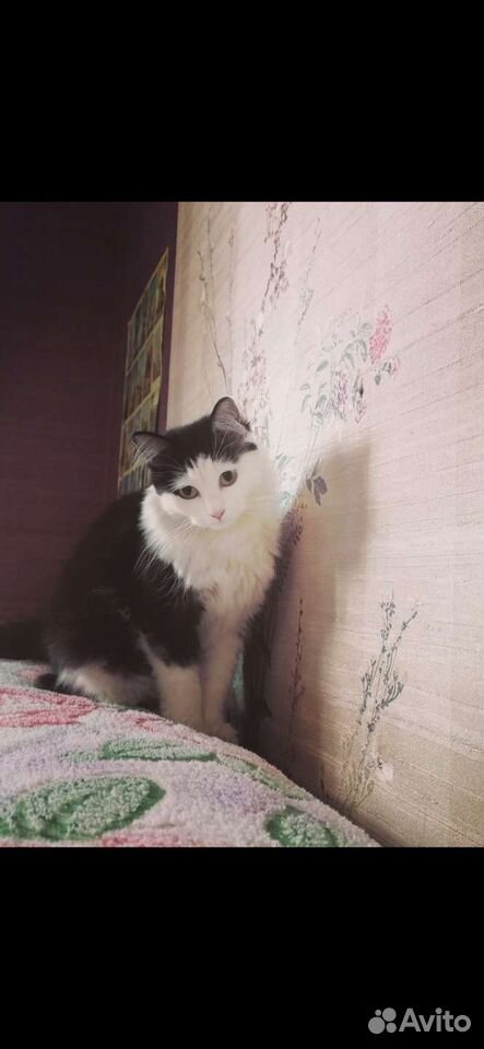 Потерялась кошка