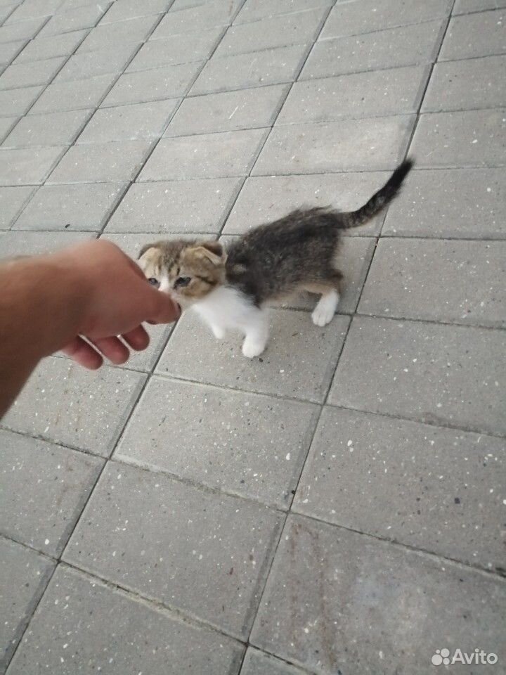Котенок вислоухий британский
