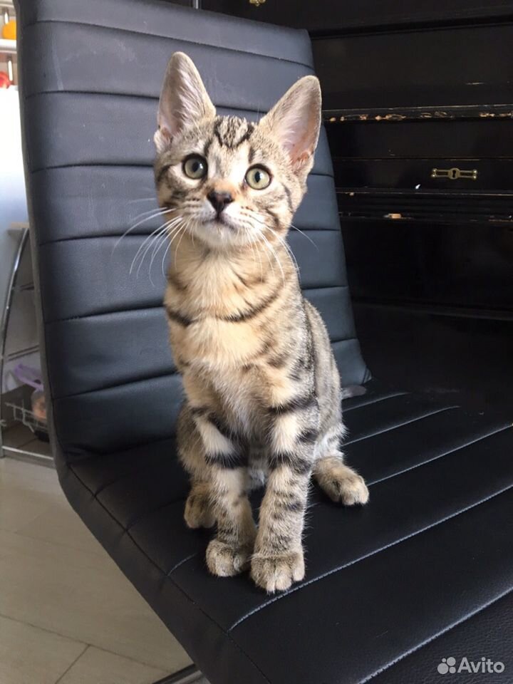 Бенгальчик