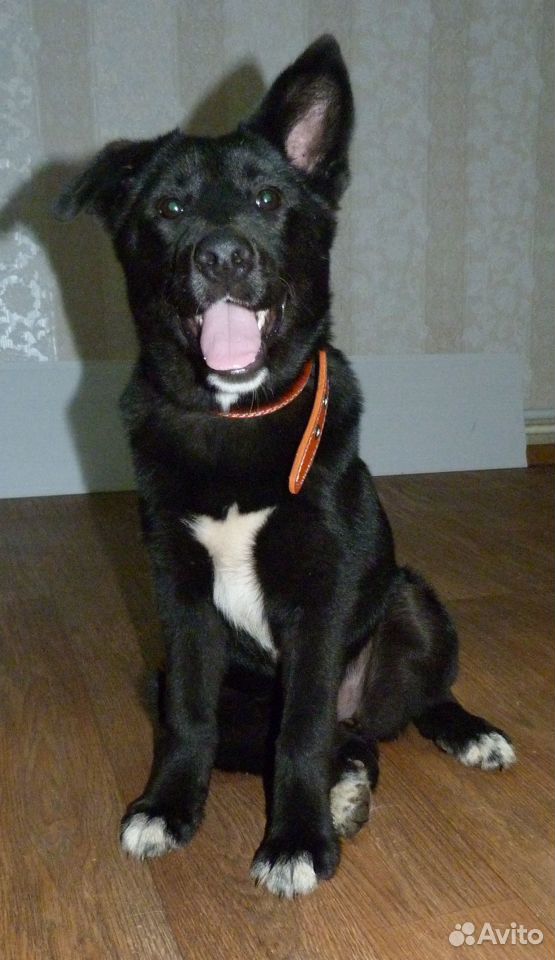 Щенок плюшевый