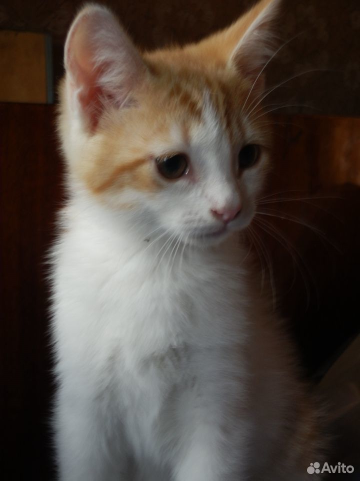 Бело-рыжий котик ищет добрых хозяев