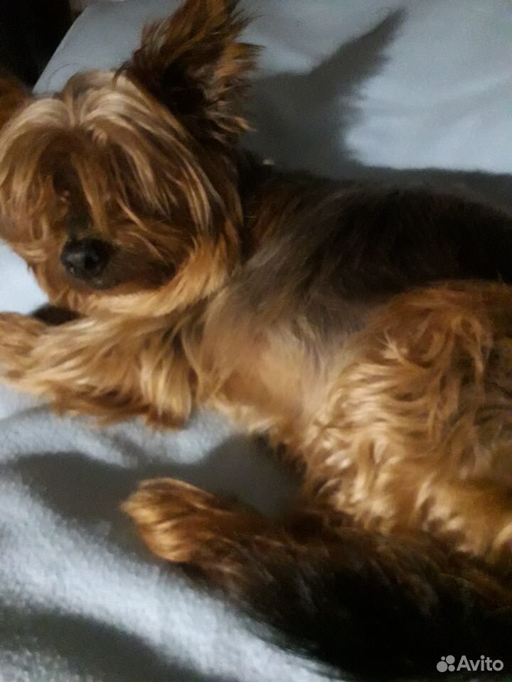 Отдам взрослого йорка за символическую плату
