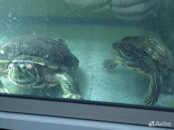 Две черепашки