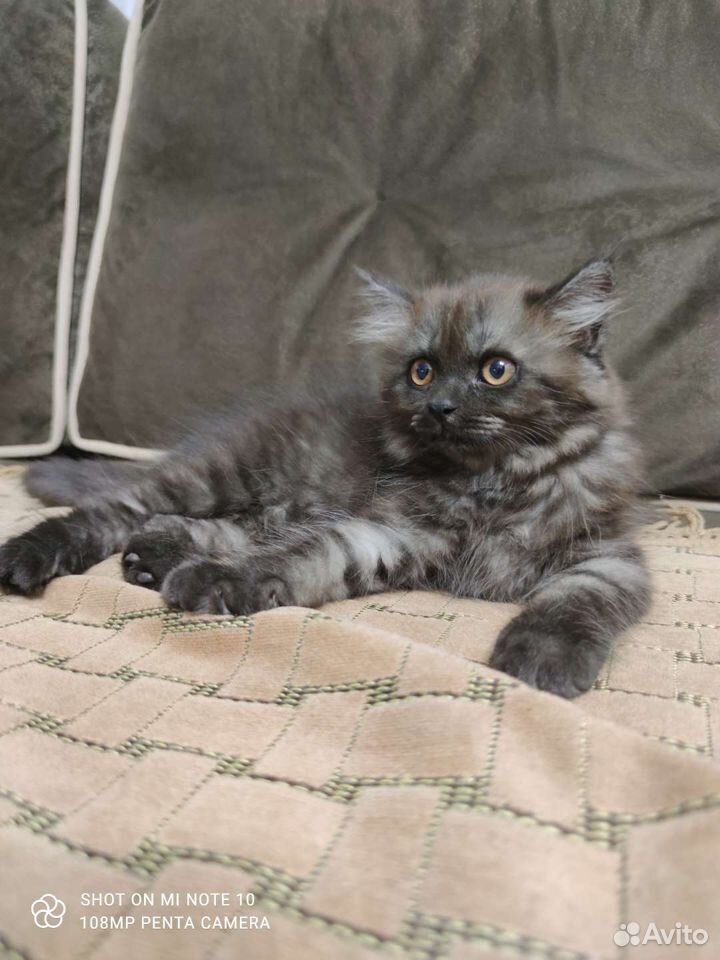 Котейка в хорошие руки