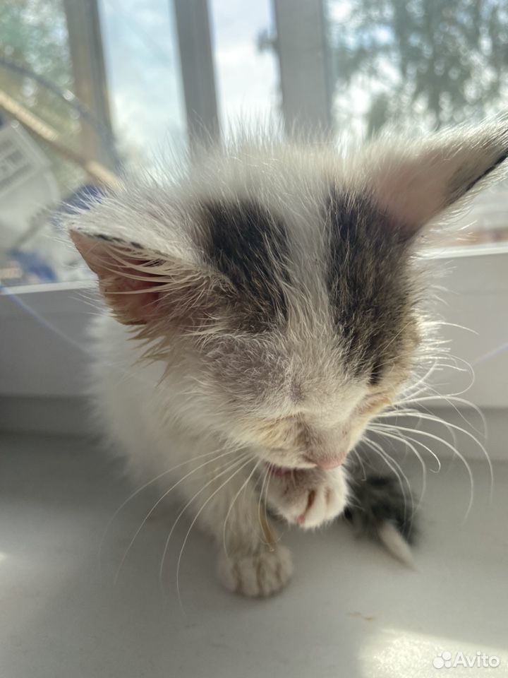 Котёнок