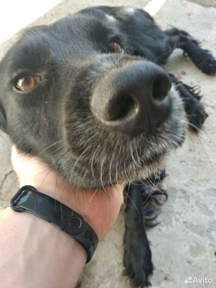 Русский спаниель ищет подружку