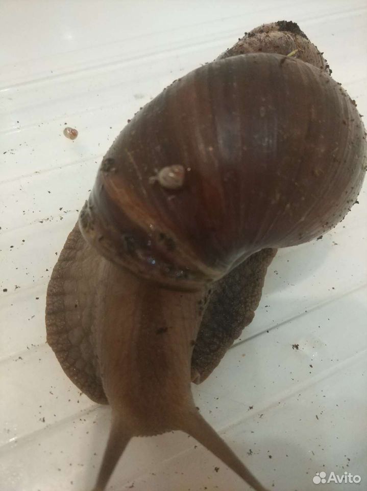 Улитка улитята