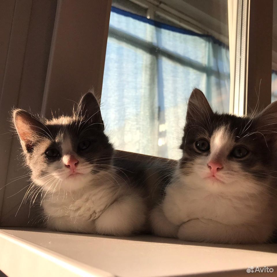 Котята в добрые руки Выхино