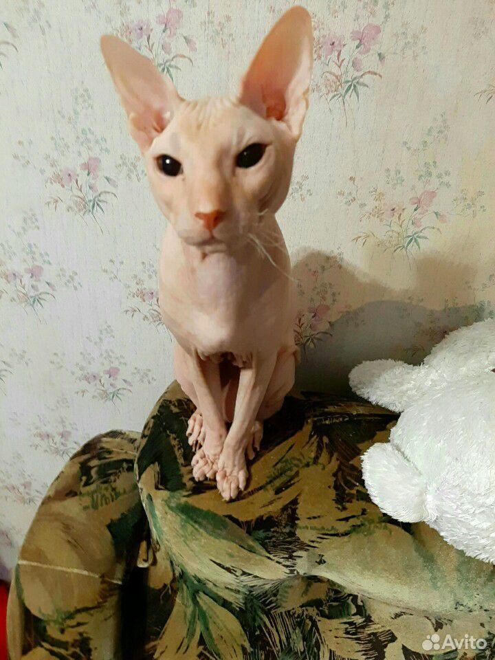 Донской Сфинкс ждет Невесту