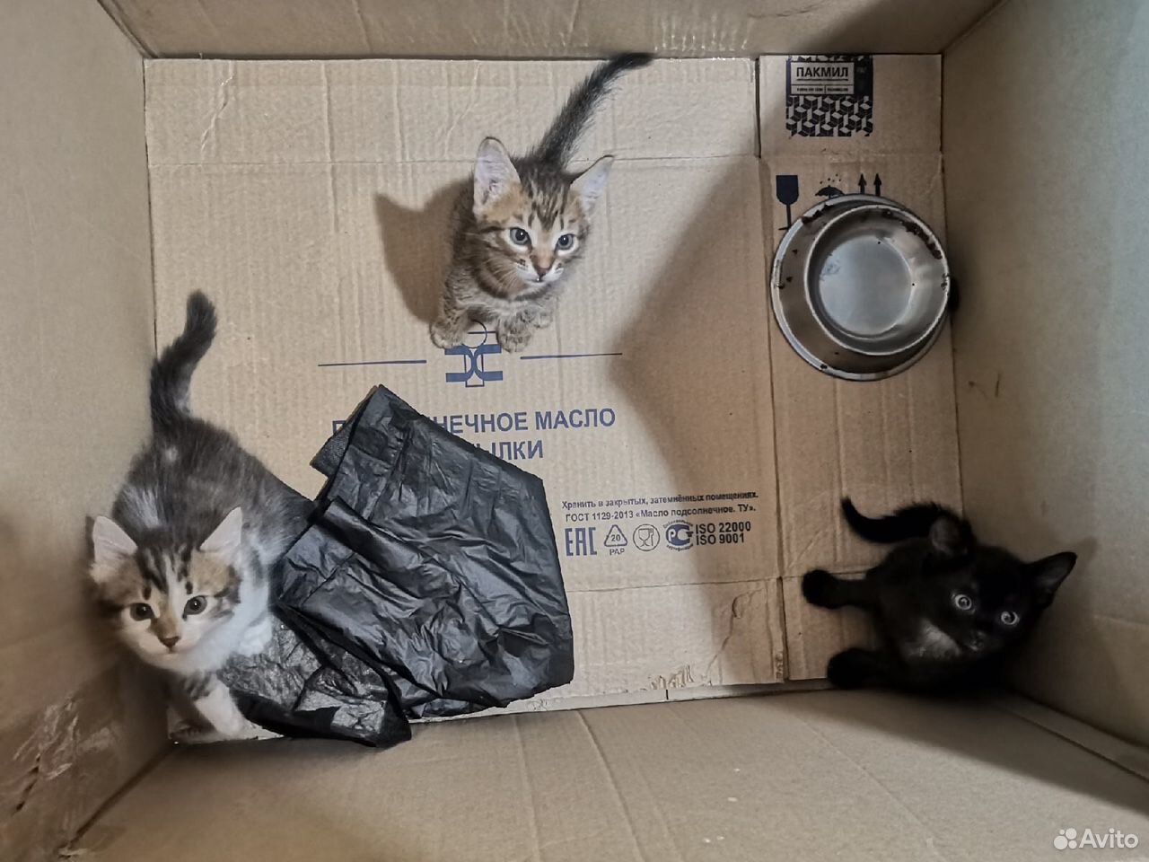 Домовитые котята за благодарность