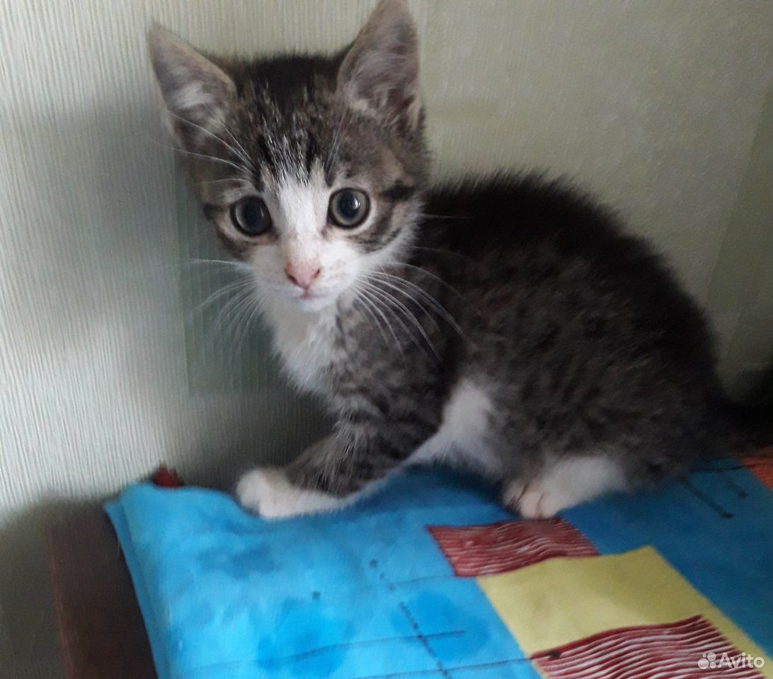 Мальчик,2,5 мес,ищет семью