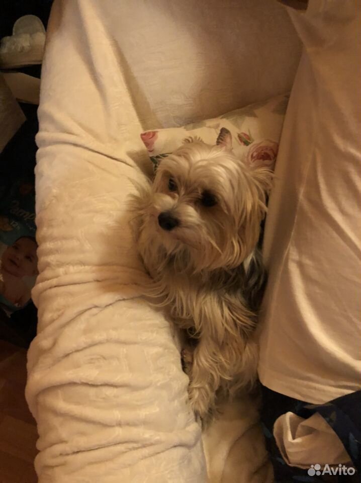 Йоркширский терьер Бивер для случки с такой же мил