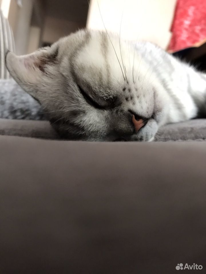 Котёнок шотландский скотиш фолд