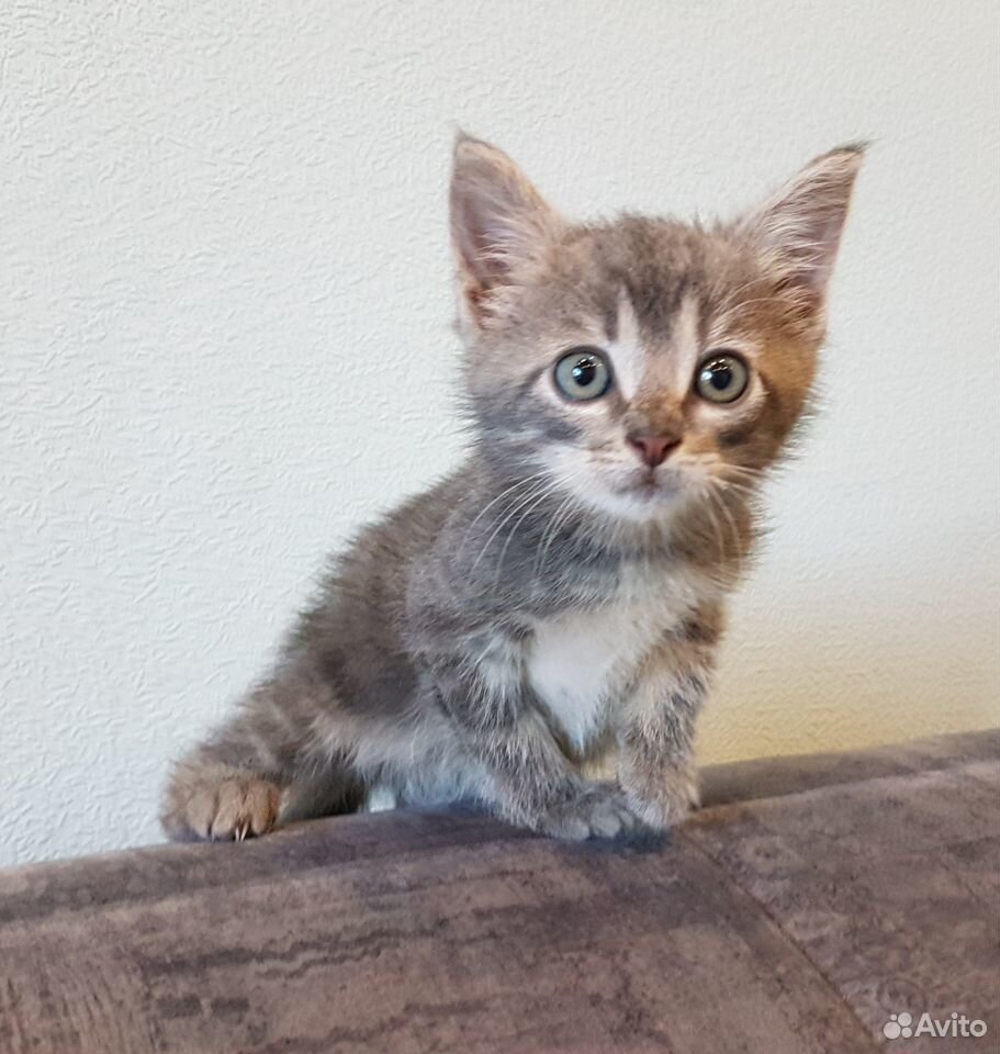 Котенок в хорошие,добрые руки