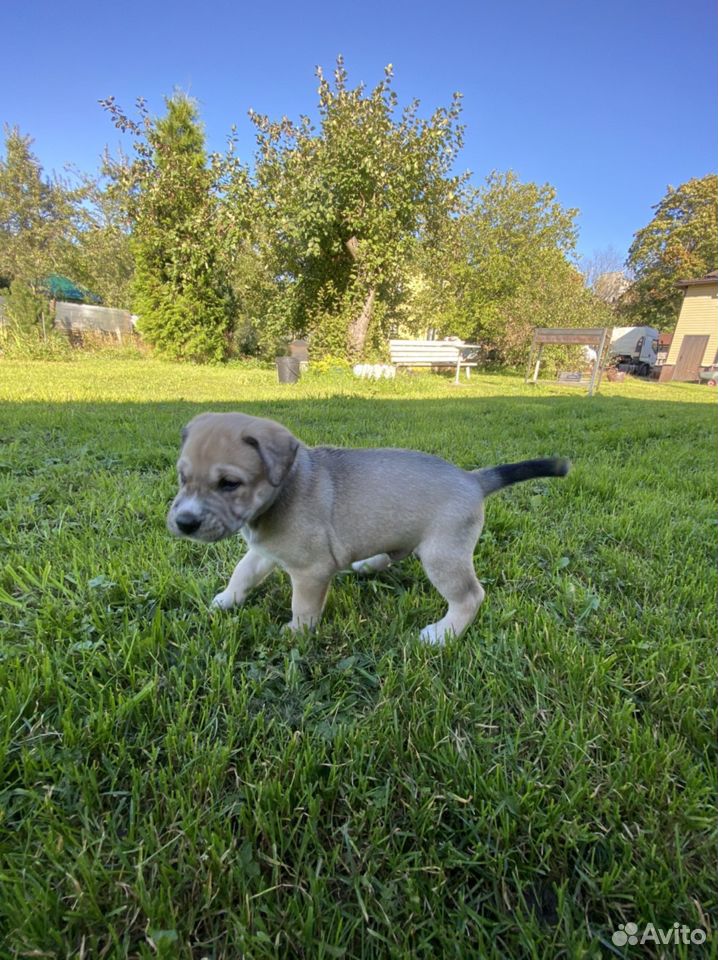 Щенки хаски-курцхар