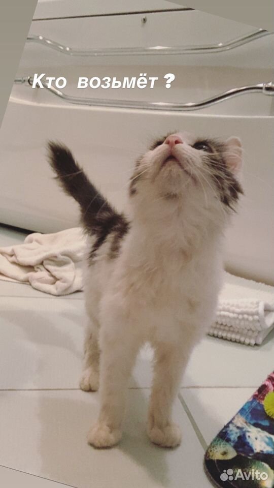Котенок