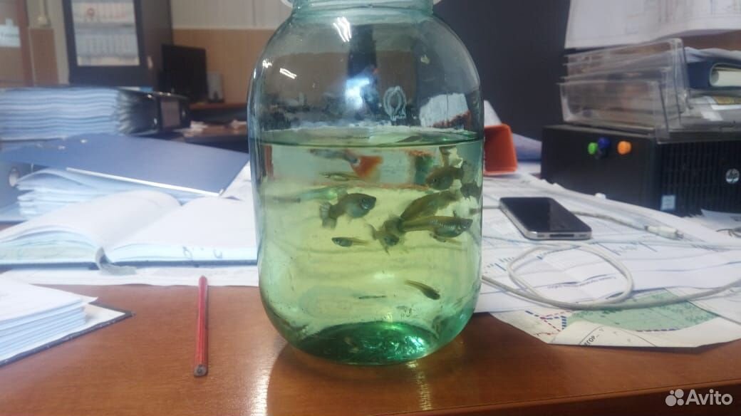 Гуппи в дар