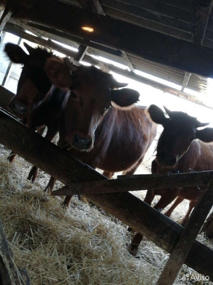 Продаются тёлки на докорм, возраст по 10 месяцев