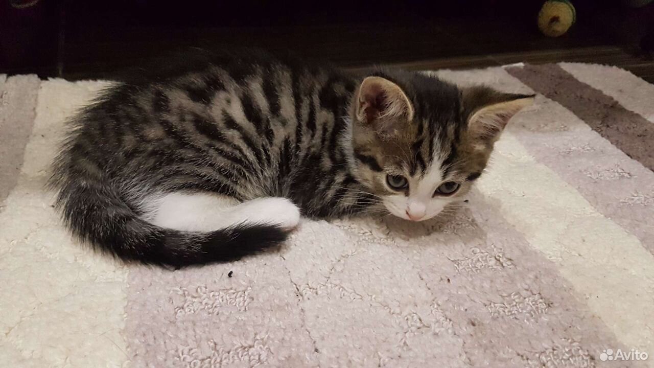 Котята в добрые ручки