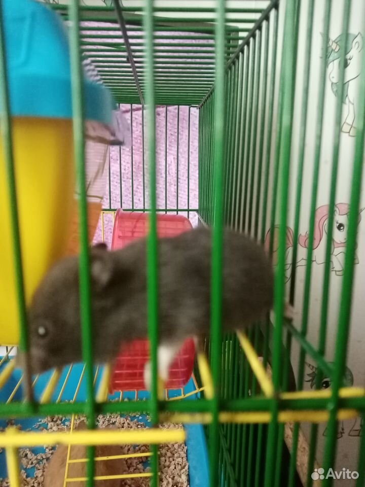 Хомяки