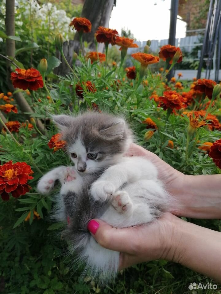 Кошка