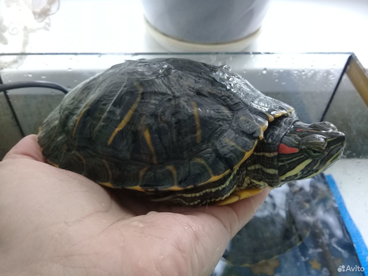 Черепаха